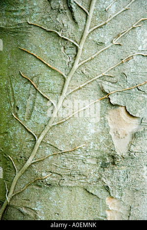 The interesting shape of a tree trunk Stock Photo - Alamy