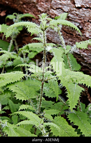 Ongaonga / New Zealand stinging nettle (Urtica ferox) close up of the ...