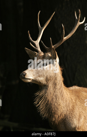 Red deer (Cervus elephus) Richmond Park, London, UK Stock Photo - Alamy
