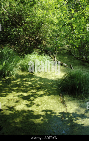 Pingo trail at Stow Bedon Thompson Norfolk UK Stock Photo - Alamy