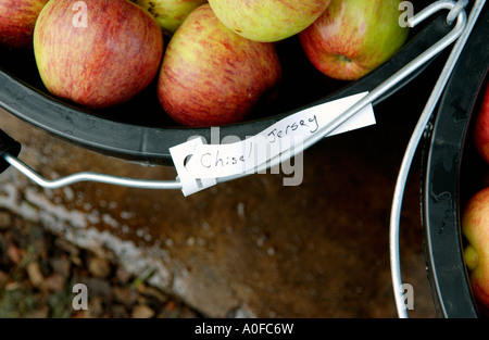 Chisel Jersey variety of cider apple at Much Marcle Herefordshire Stock ...