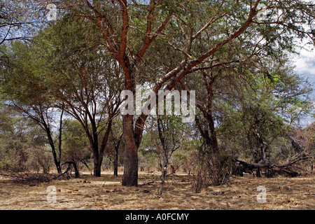 Ruaha National Park Tanzania miombo woodland landscape Stock Photo - Alamy