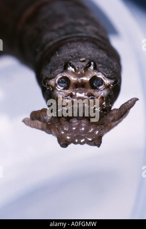 Giant cranefly (Tipula maxima Stock Photo - Alamy