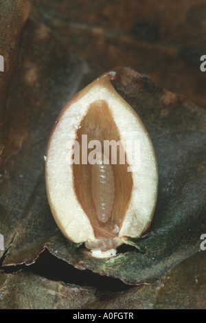 Mikiola fagi, Beech midge larva inside a cut open gall on Beech Stock ...