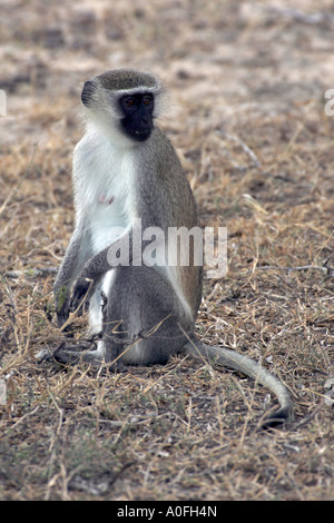 Female Vervet Monkey sitting on a tree, Limpopo Province, South Africa ...