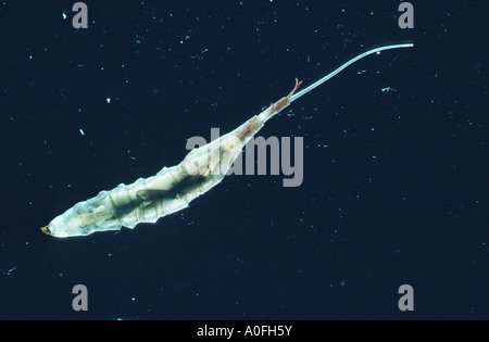 Phantom crane fly larvae (Ptychoptera), extending their breathing ...