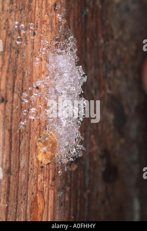 fungus gnats (Keroplatus reaumurue), larva Stock Photo - Alamy