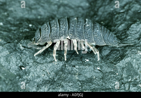 common rough woodlouse, garden woodlouse, slater, scabby sow bug ...