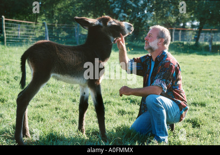 Poitou donkey (Equus asinus asinus), foal with girl running over meadow ...