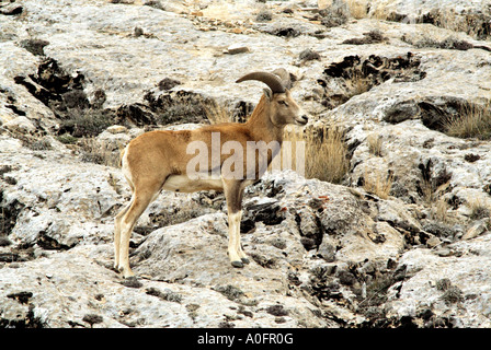 Konya Mouflon, Turkish Mouflon (Ovis gmelini anatolica, Ovis ammon ...