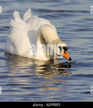 Mute Swan (Cygnus olor), swimming, threatening, autumn mood Hesse ...