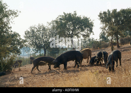 Black pig farm at Alentejo, south of Portugal Stock Photo - Alamy
