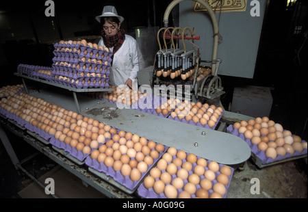 Chicken egg sorting and checking area at Bank Farm Adlington Kent Stock ...