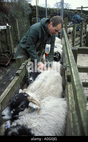 Robert Helliwell farmer at Upper Booth Farm Edale in the Peak district ...