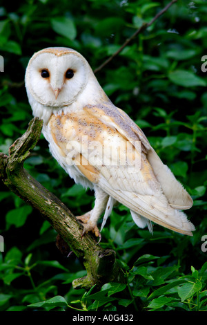 Barn Owl Tyto alba in snow Norfolk Stock Photo - Alamy
