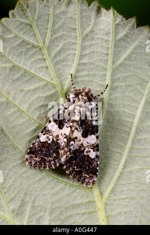 varied coronet moth, (Hadena compta Stock Photo - Alamy