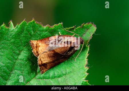Large fruit-tree tortrix (Archips podana). It is a moth of the family ...