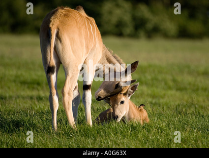 Two young Eland calves Stock Photo - Alamy