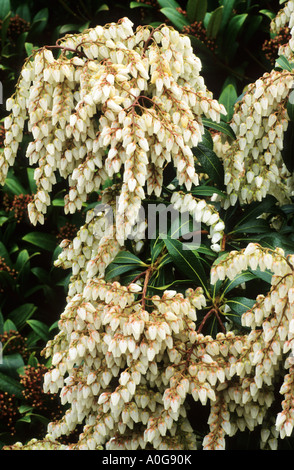 Pieris japonica Purity Stock Photo - Alamy