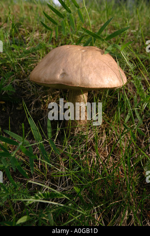 Brown Bolete Fungi in Grass Stock Photo - Alamy