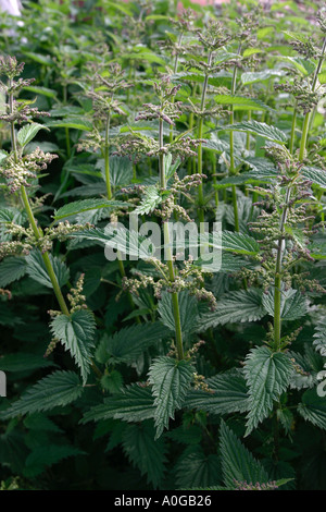 green stinging nettle in the summer season, growing in the field. Photo ...