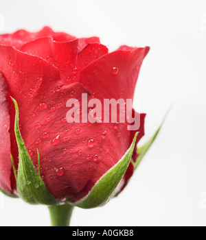 Beautiful colorful Rose with water drops Stock Photo - Alamy
