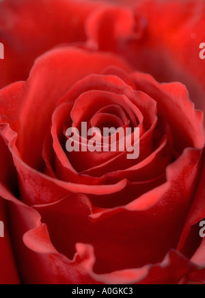 Close up of red roses perfect for Valentine's Day Stock Photo - Alamy