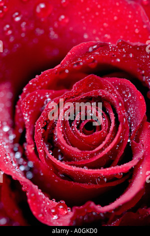 Closeup of a red rosebud Stock Photo - Alamy