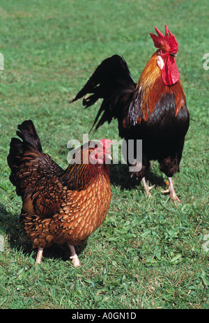 COCKEREL OLD ENGLISH GAME FOWL CROWING Stock Photo - Alamy