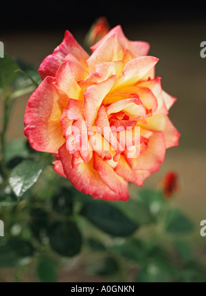 Rose Sheila's Perfume Stock Photo - Alamy