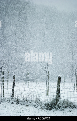 falling snow at night winter snow night trees Stock Photo - Alamy