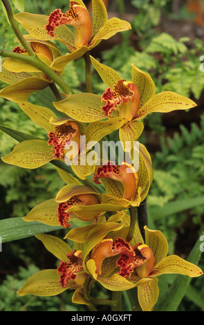 Orchid flower in garden at winter or spring day for postcard beauty and ...