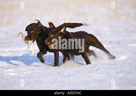 two brown labrador retriever dogs in the garden in shallow depth of ...