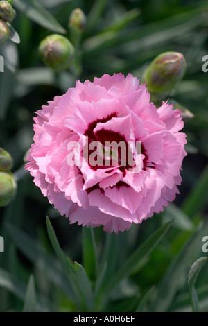 DIANTHUS RASPBERRY SURPRISE Stock Photo - Alamy