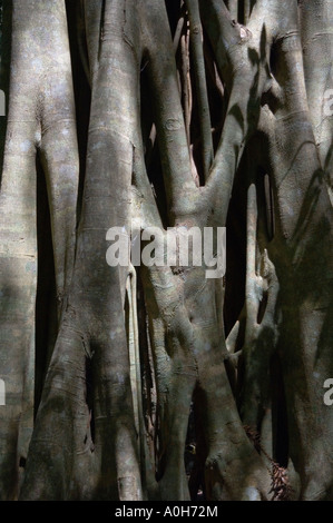 Strangler Fig Ficus destruens trunk detail south Queensland rainforest Stock Photo - Alamy