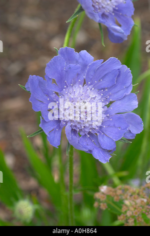 Scabiosa caucasica, garden scabious, perennial, Pale-centred lavender ...