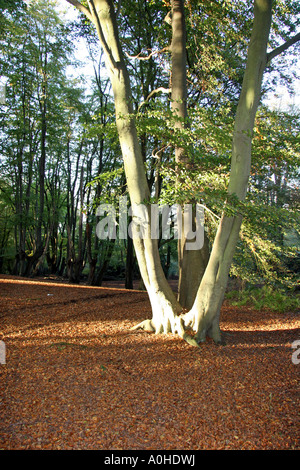 old woodland Epping Forest Stock Photo - Alamy