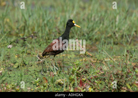 Northern Jacana (Jacana spinosa), Belize Stock Photo - Alamy