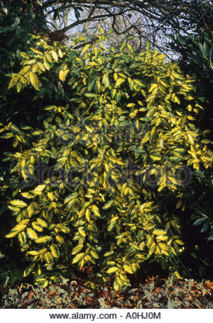 Elaeagnus pungens shrub Stock Photo: 174531842 - Alamy