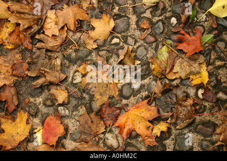 Autumnal, autumn leaves, gold, brow, green, red, nature , rain Stock ...