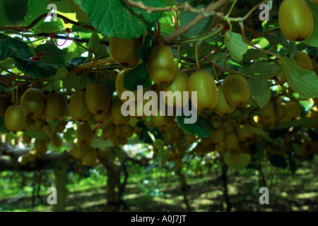 Kiwi Fruit growing in New Zealand Stock Photo - Alamy