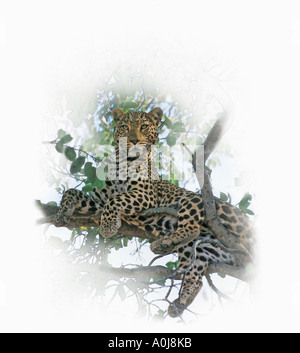 Leopard up a tree at Okonjima in Namibia Stock Photo - Alamy