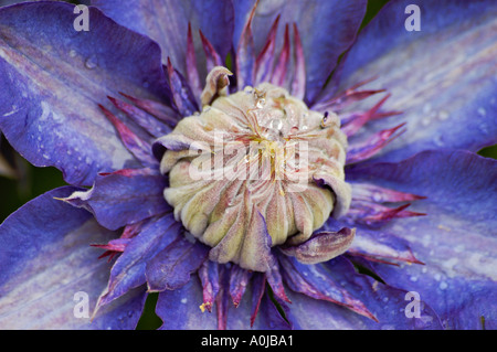 Detail of blue clematis Stock Photo - Alamy