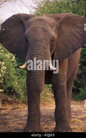africa,botswana - elephants on the chobe river Stock Photo - Alamy