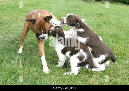 Boxer playing with springer puppies Stock Photo - Alamy