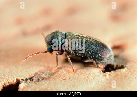 Woodworm or furniture beetle (Anobium punctatum) holes with dust or ...