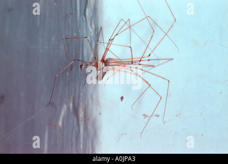 (male house spider) female spider mating (spider mating season Stock ...