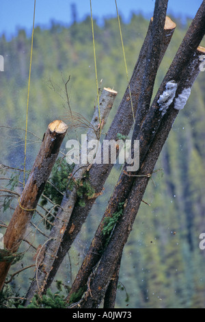 Logs being hoisted 2 Stock Photo - Alamy