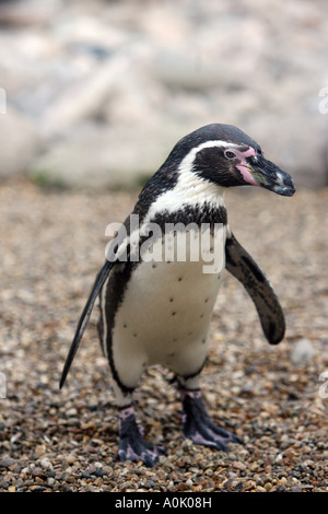 Humboldt s Penguins from Peru and Chile Stock Photo - Alamy
