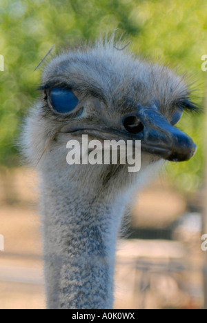 Ostrich in the outdoors Stock Photo - Alamy